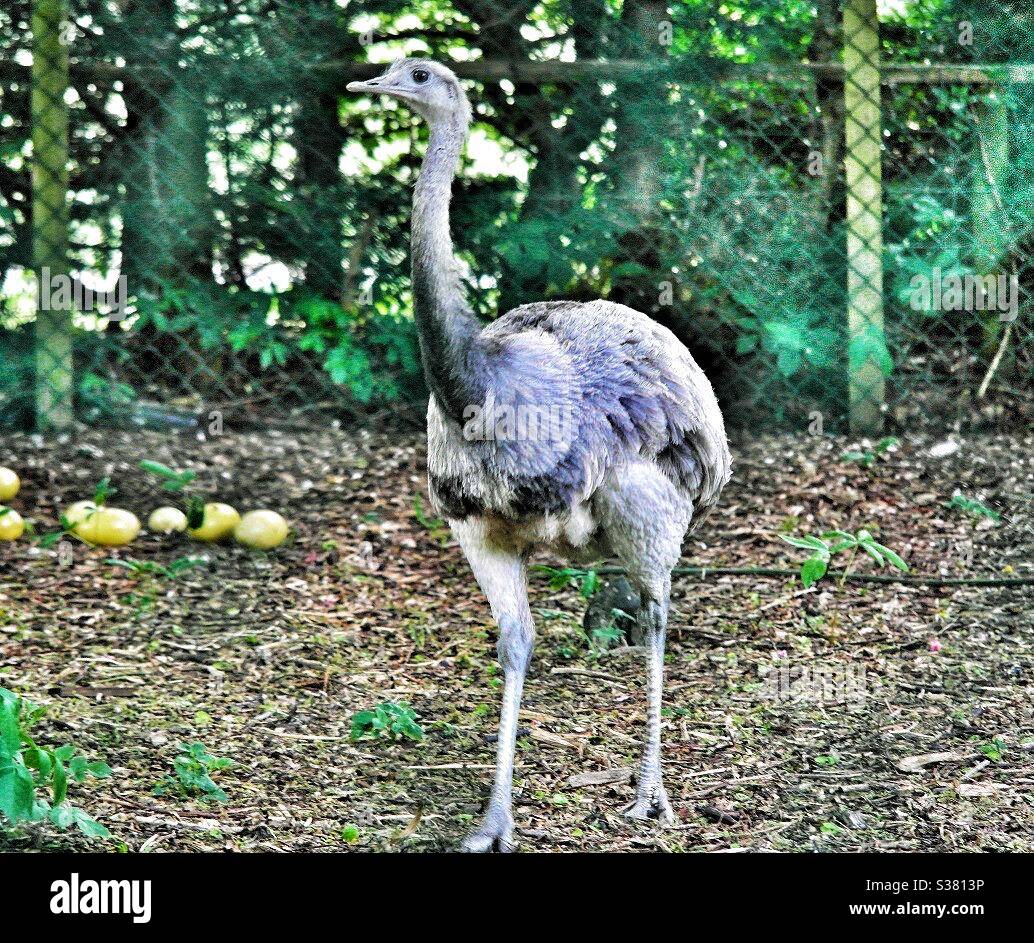 Ostrich photography hi-res stock photography and images - Alamy