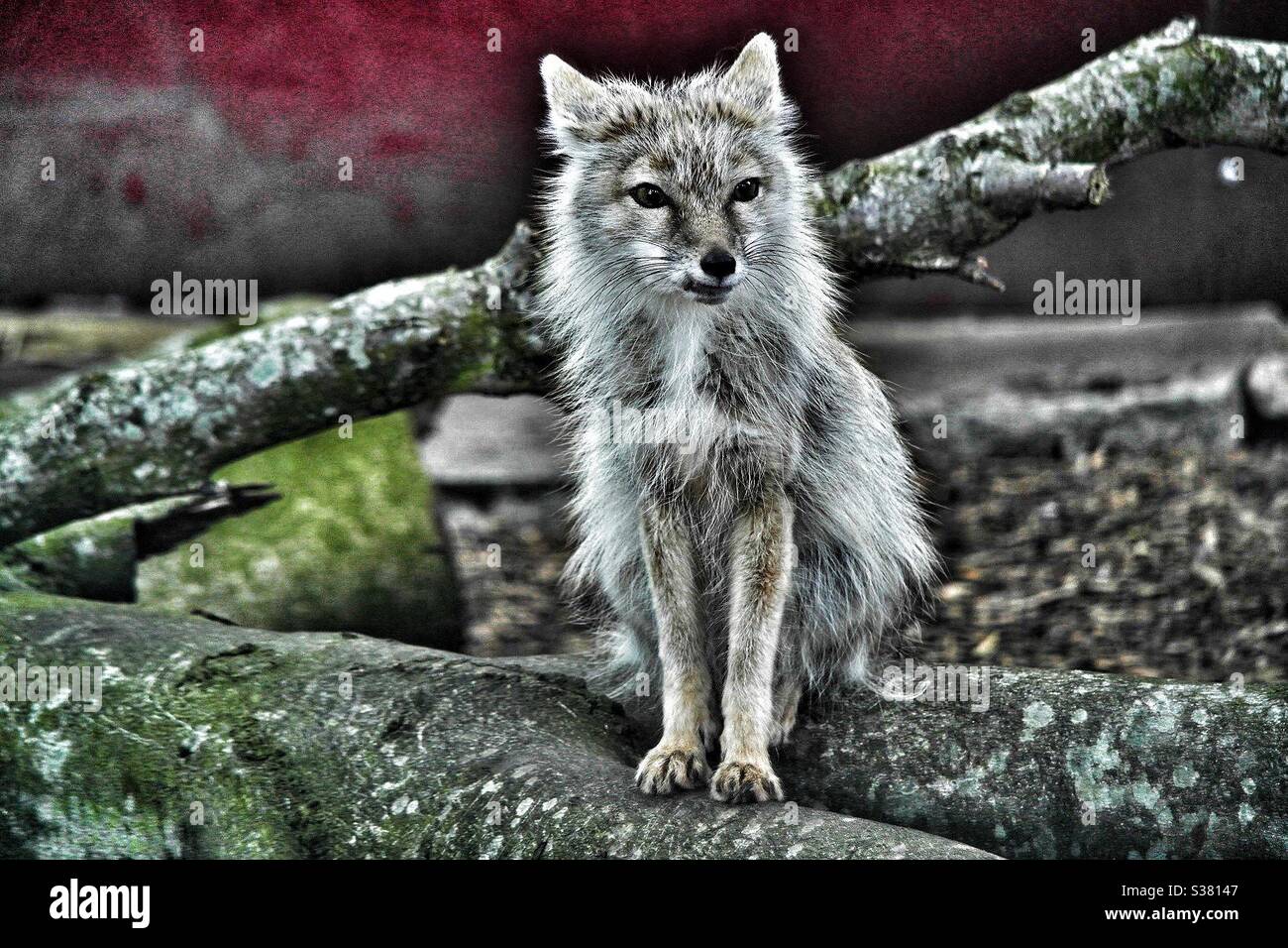 White fox hi-res stock photography and images - Alamy