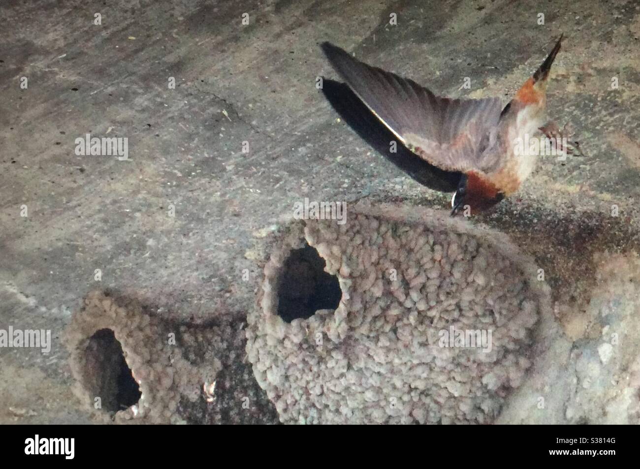 Cliff Swallow,Petrochelidon pyrrhonota,cliff swallow colony, North ...