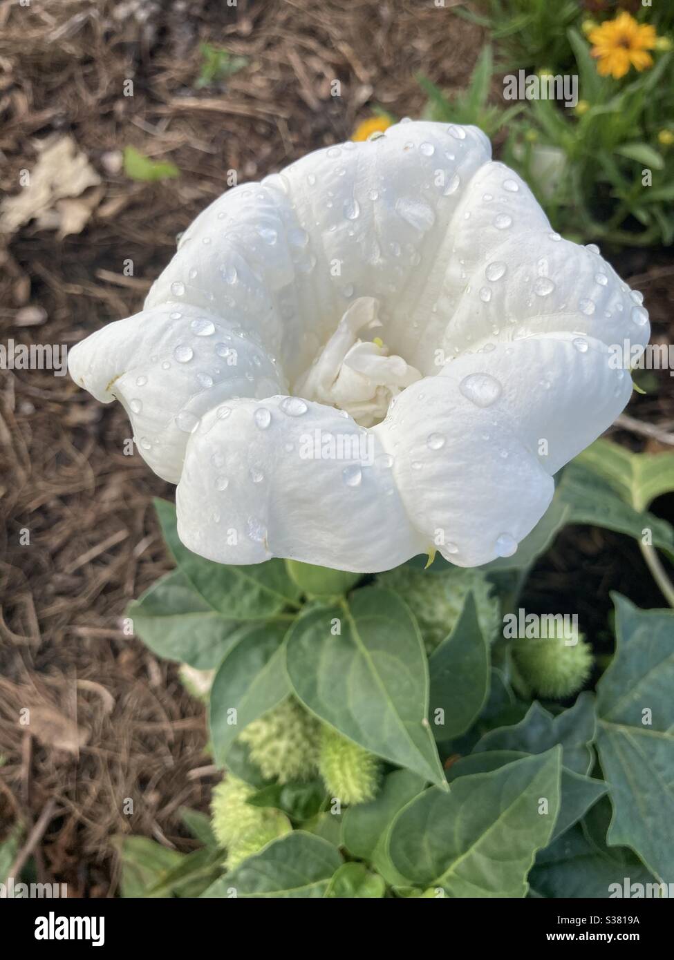 Moon flower hi-res stock photography and images - Alamy
