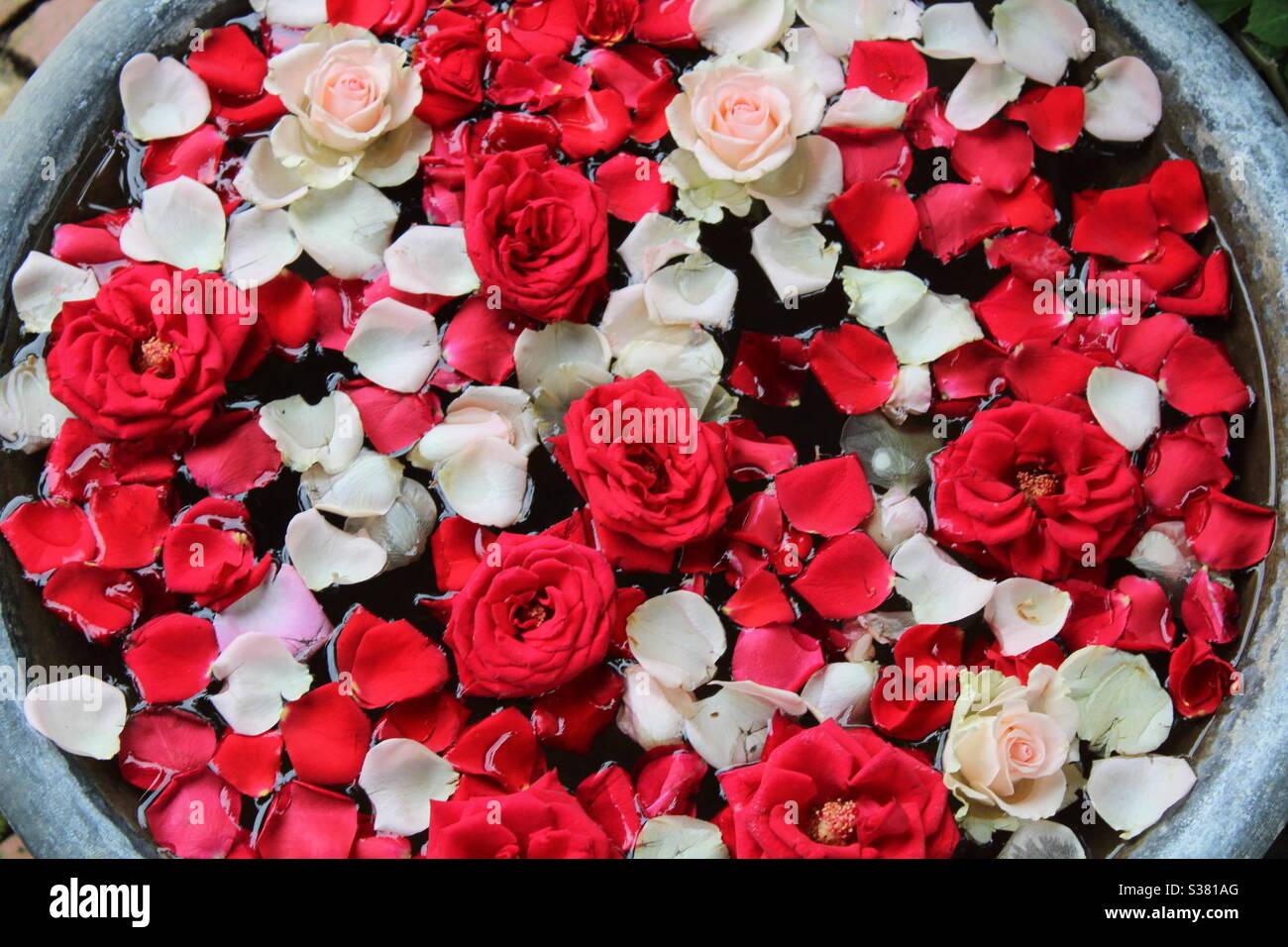 Rose petals bath hi-res stock photography and images - Alamy