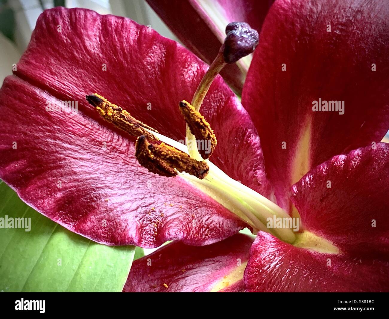 Lilly flower hi-res stock photography and images - Alamy