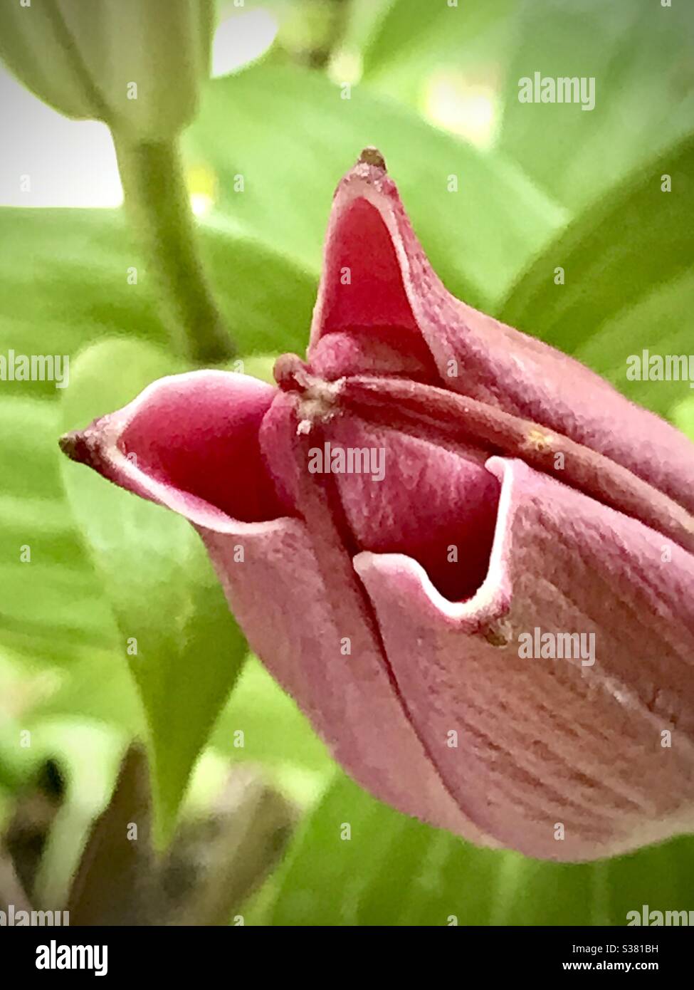 Pink lilly hi-res stock photography and images - Alamy
