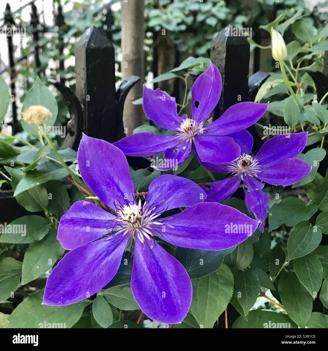 Climbing Clematis with purple flowers Stock Photo - Alamy