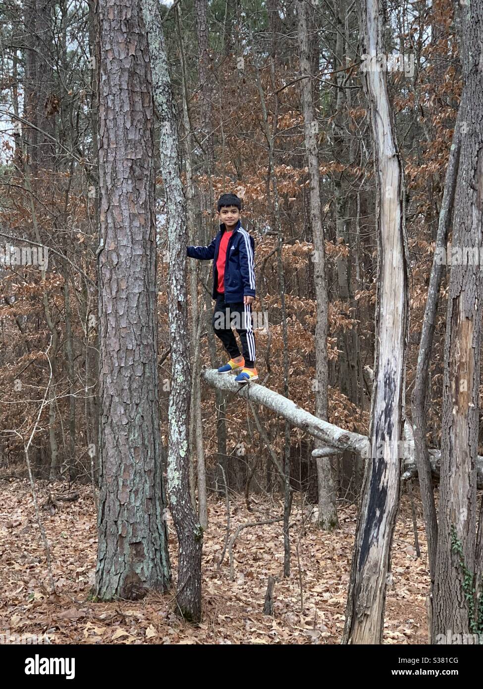 Black boy tree hi-res stock photography and images - Alamy