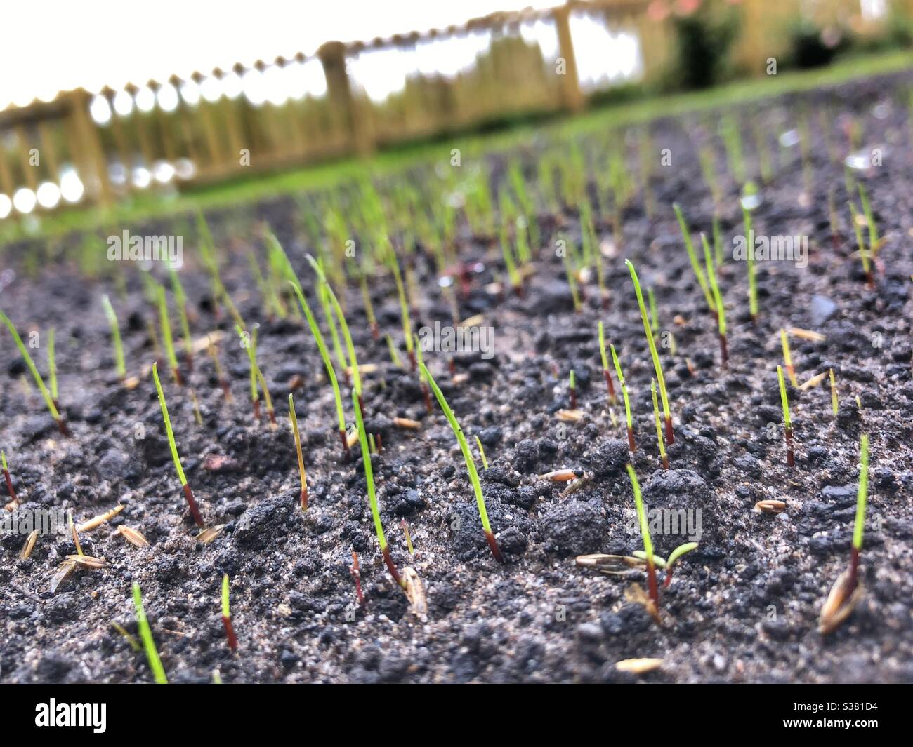 Grass seeds growing on a newly seeded lawn Stock Photo - Alamy