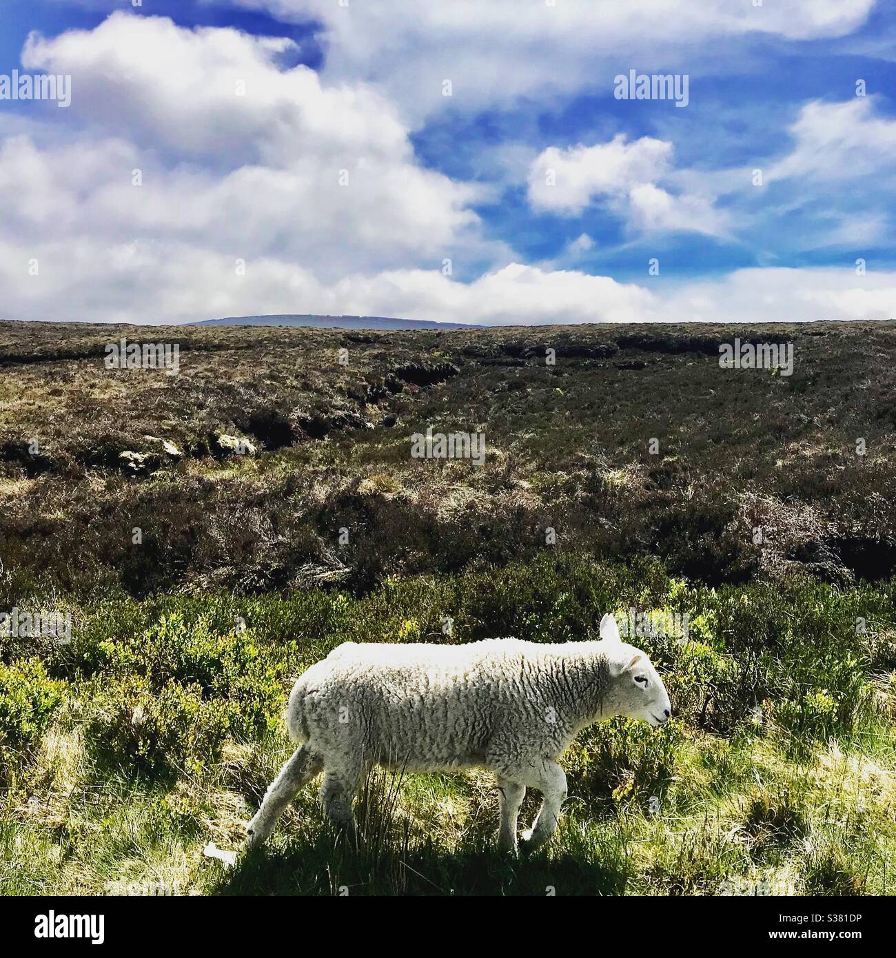 Irish sheep hi-res stock photography and images - Alamy