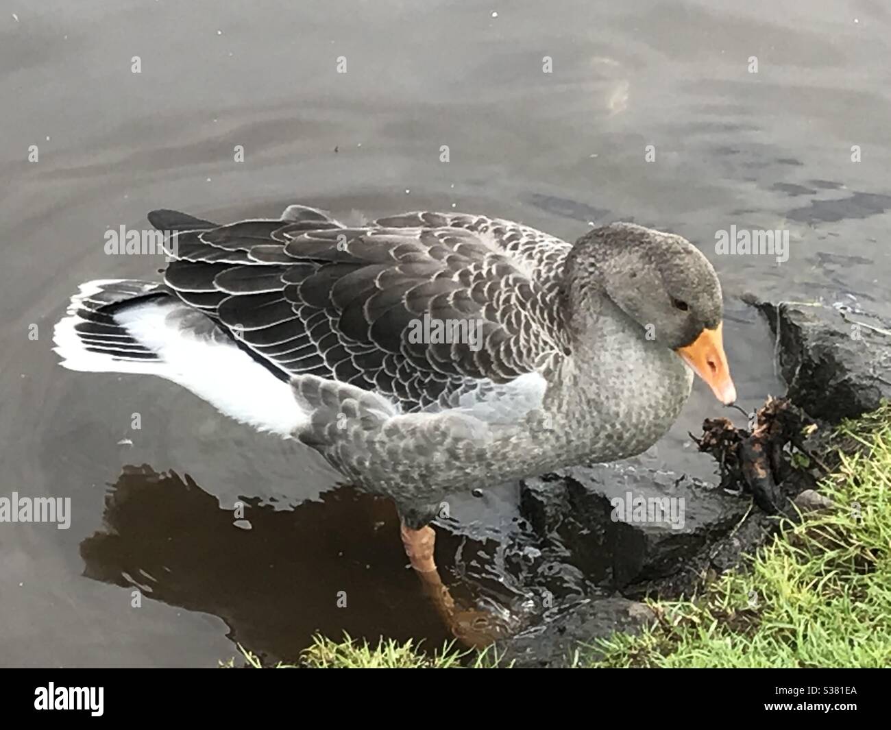 Grey goose hi-res stock photography and images - Alamy