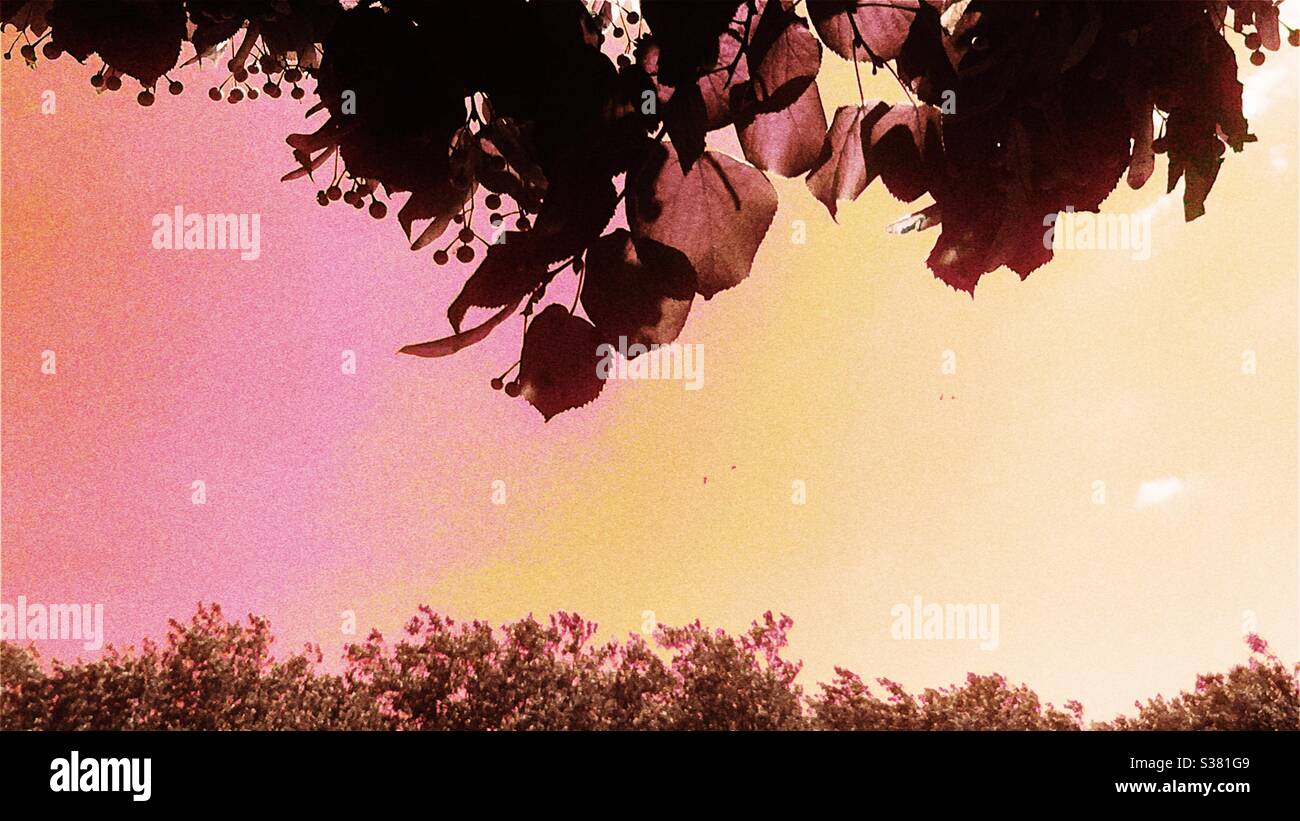 Tree tops, leaves and branches with orange sky Stock Photo - Alamy