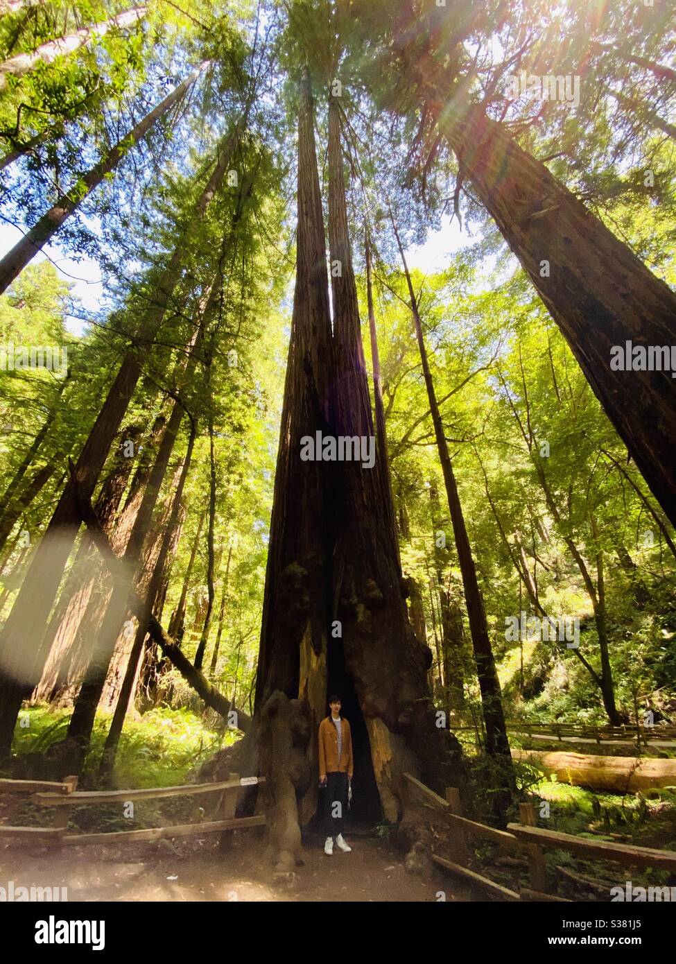 Ca redwoods hi-res stock photography and images - Alamy