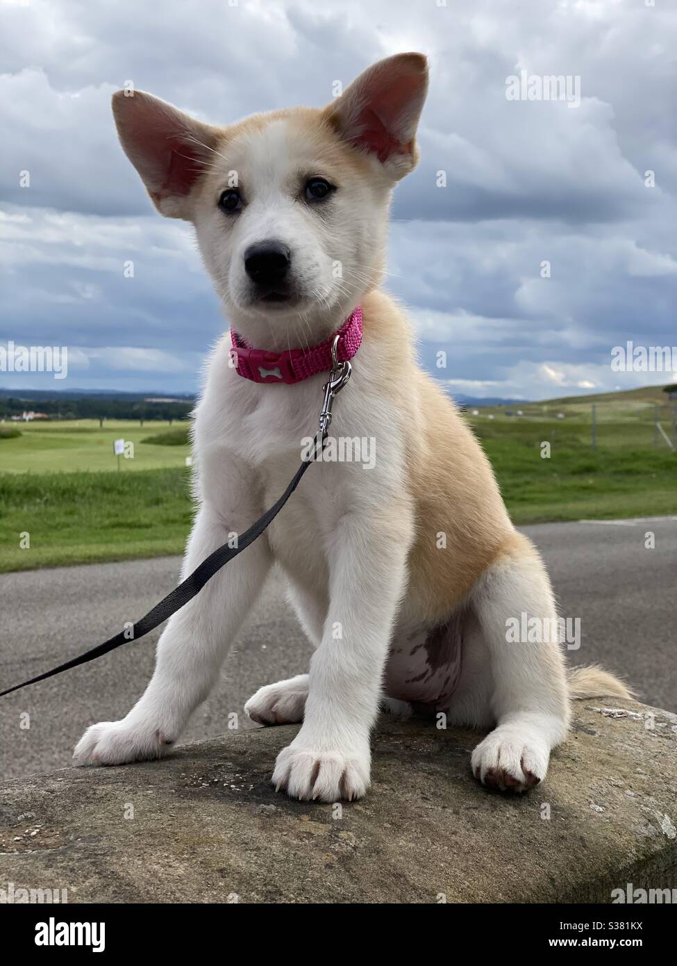 Shepherd Husky Lab Mix