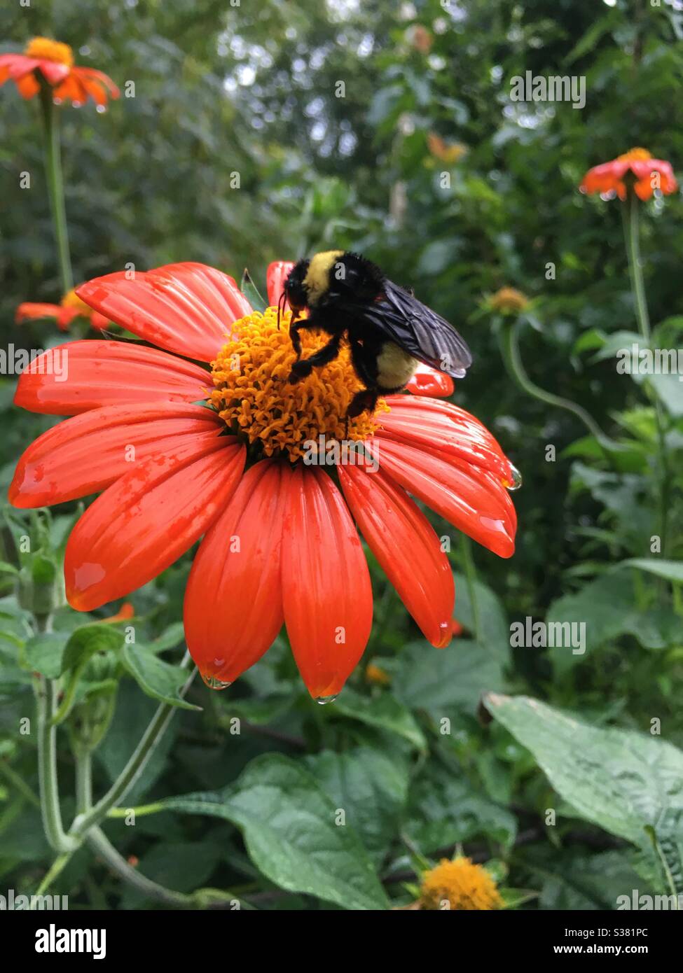 American bumble bee hi-res stock photography and images - Alamy