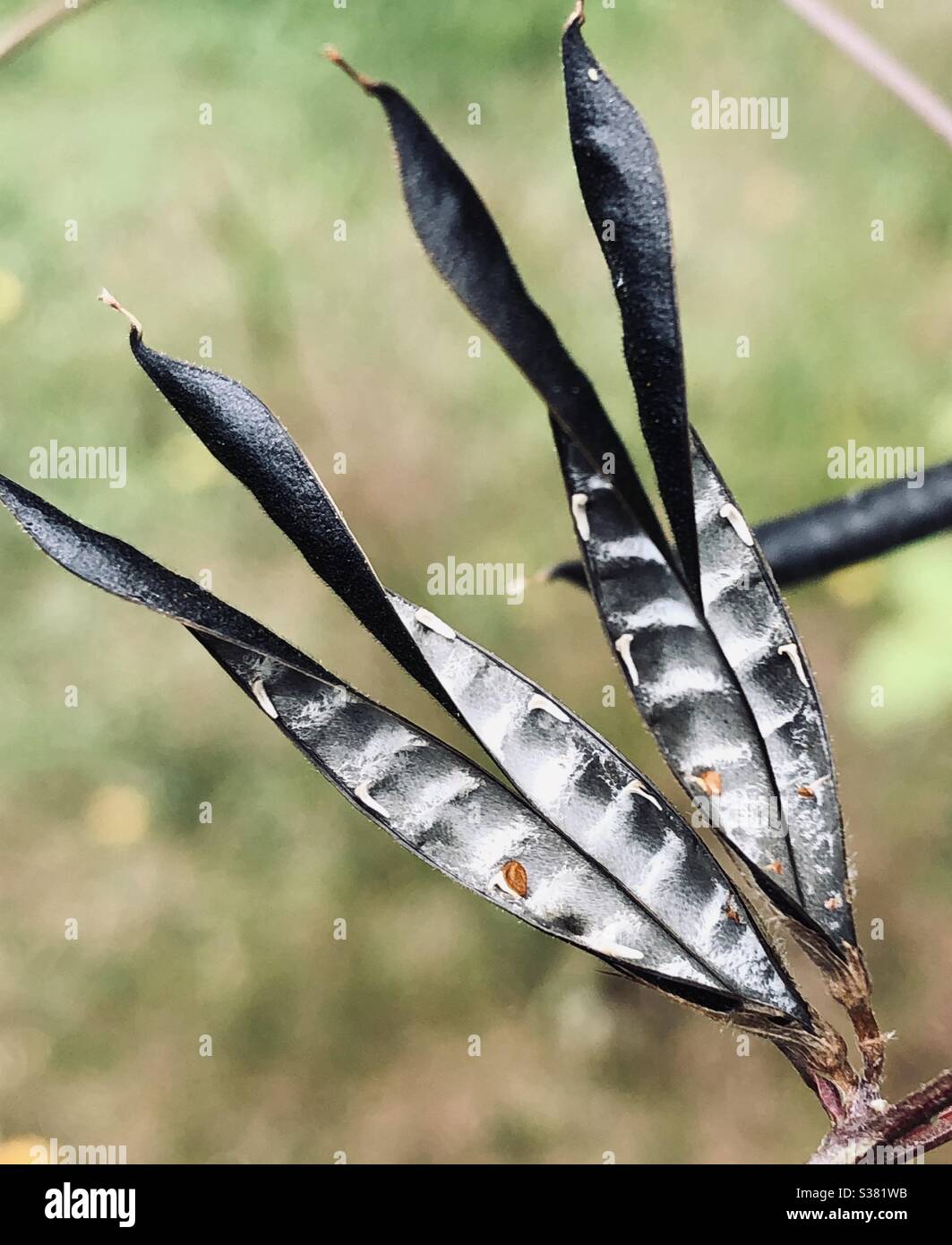 Black And White Seed Pods High Resolution Stock Photography and Images ...
