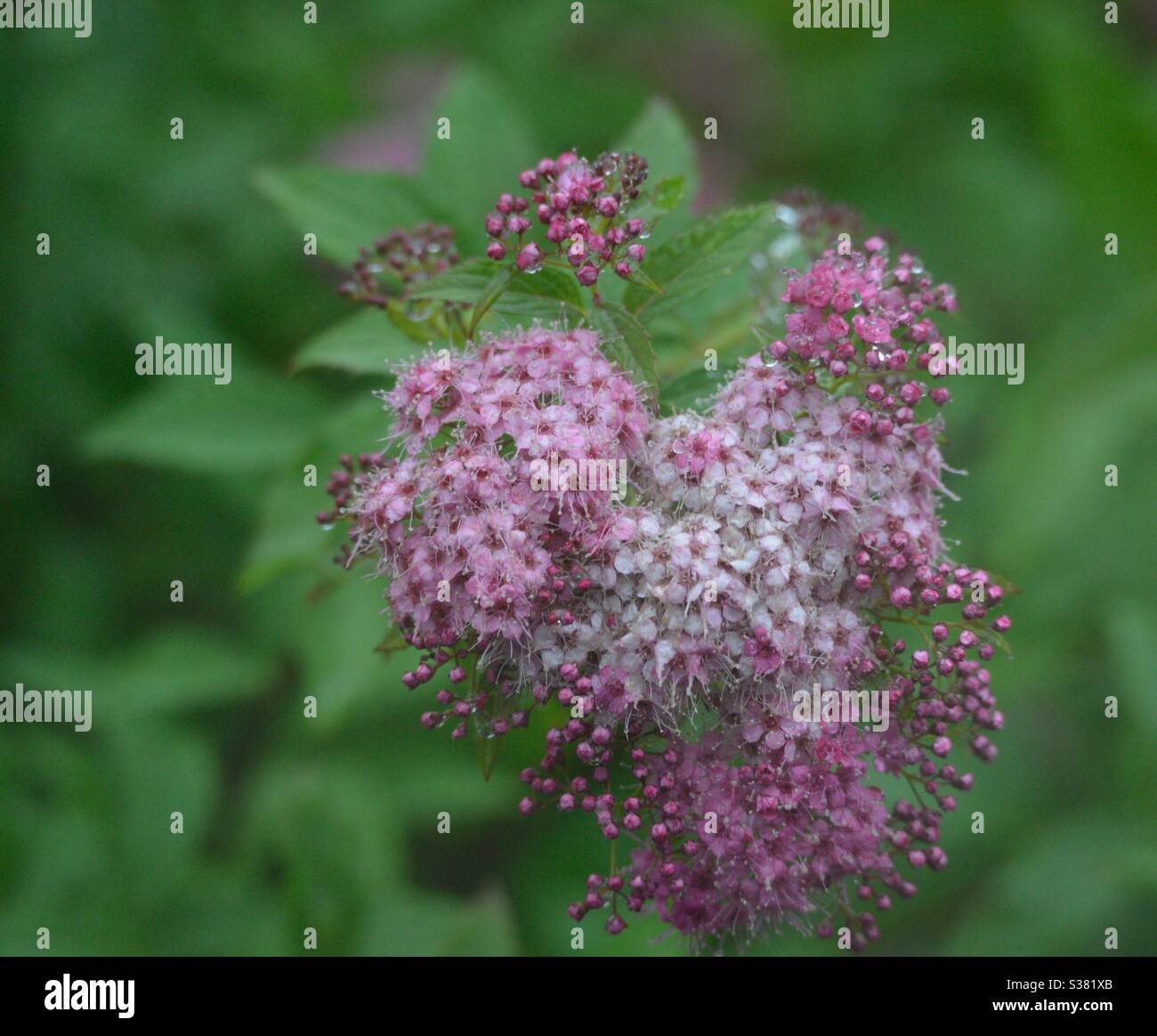 Pink Flowering Bush High Resolution Stock Photography and Images - Alamy