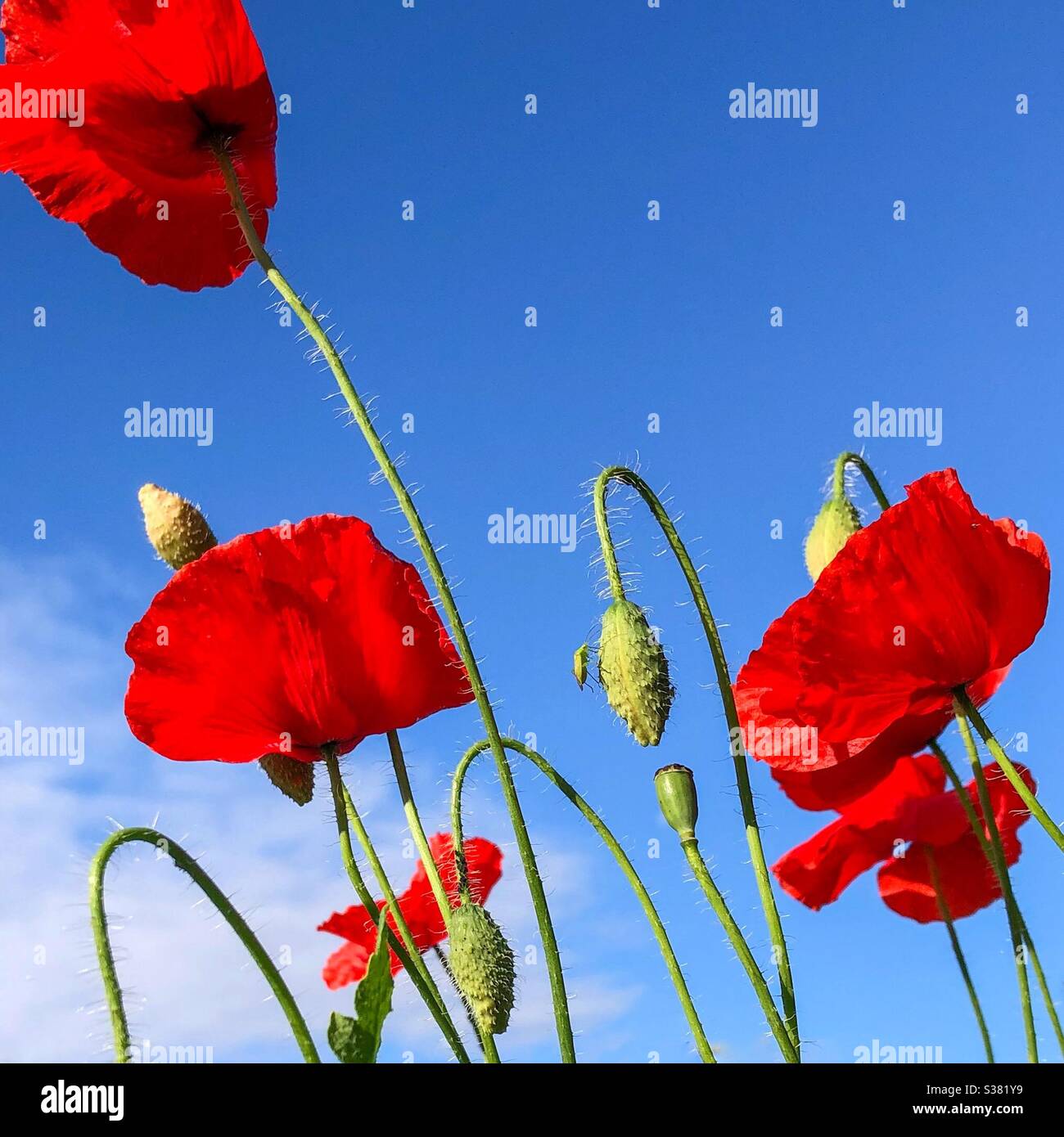 Poppies blowing in wind hi-res stock photography and images - Alamy