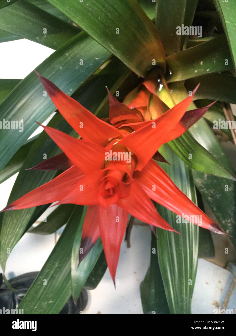 Red plant hi-res stock photography and images - Alamy