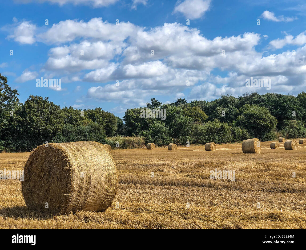 Field of straw grass hi-res stock photography and images - Alamy