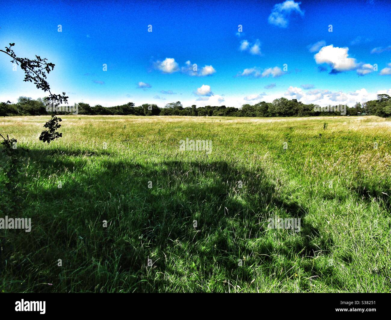 Open meadows hi-res stock photography and images - Alamy