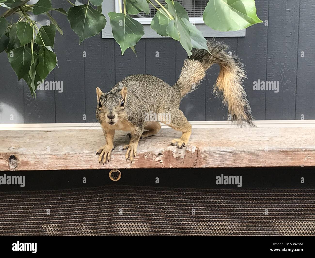 Begging Squirrel High Resolution Stock Photography and Images - Alamy