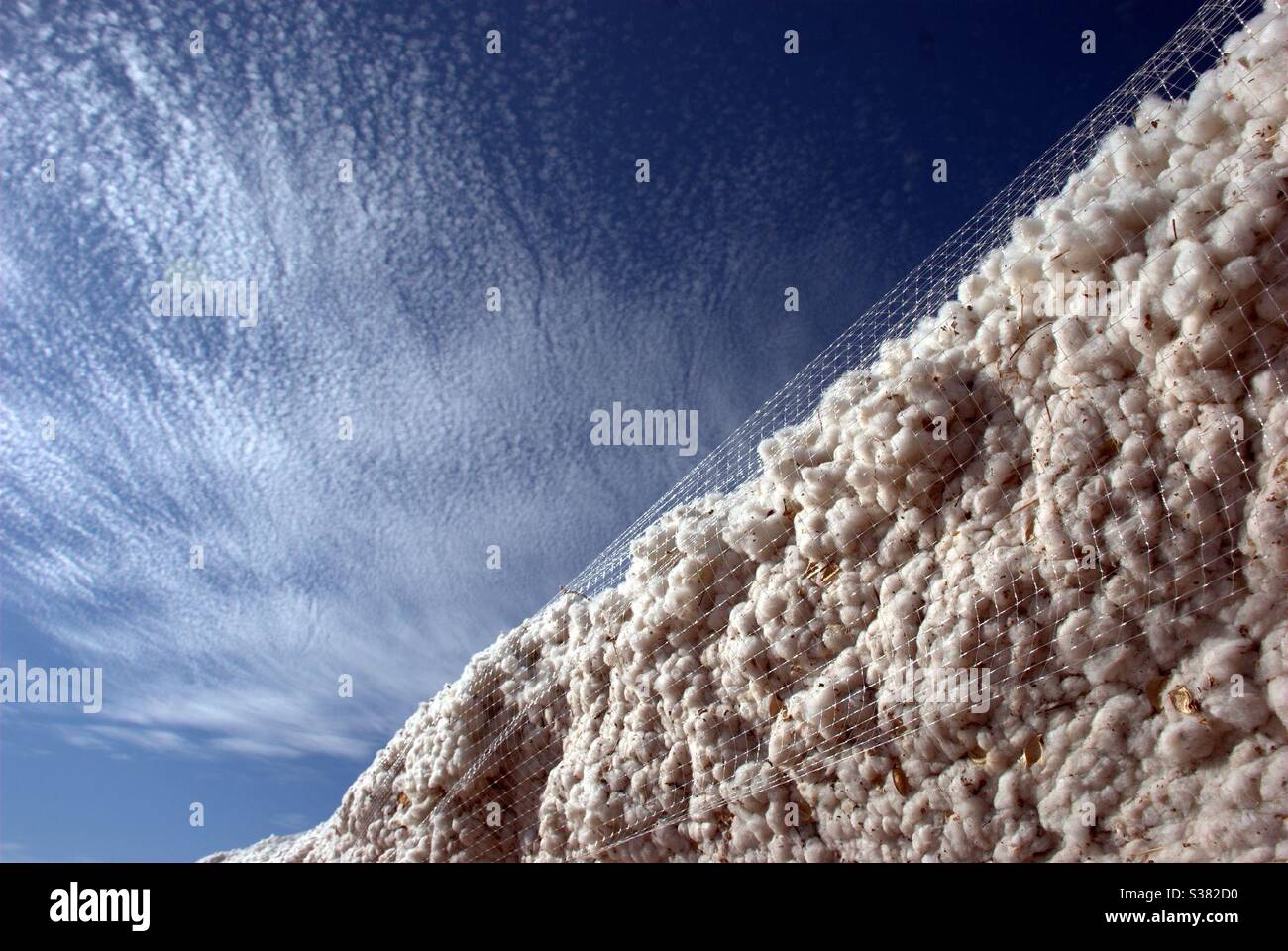 Cotton module hi-res stock photography and images - Alamy