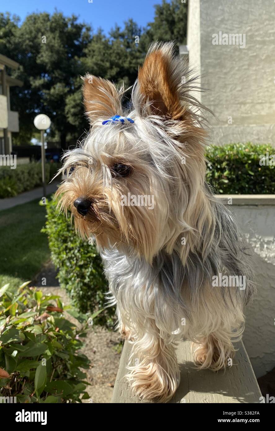 Yorkie hi-res stock photography and images - Alamy