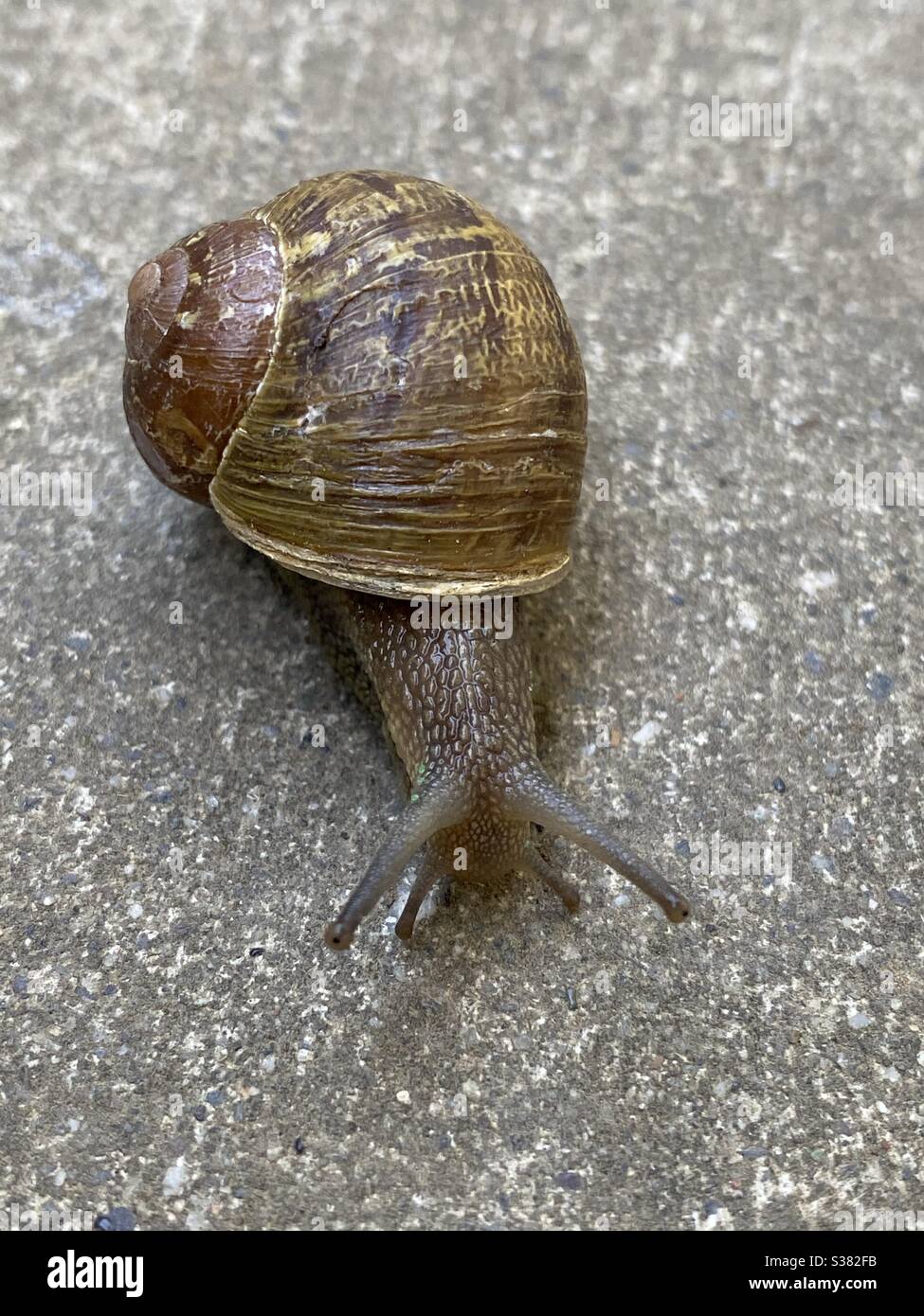 Antenna snail hi-res stock photography and images - Alamy