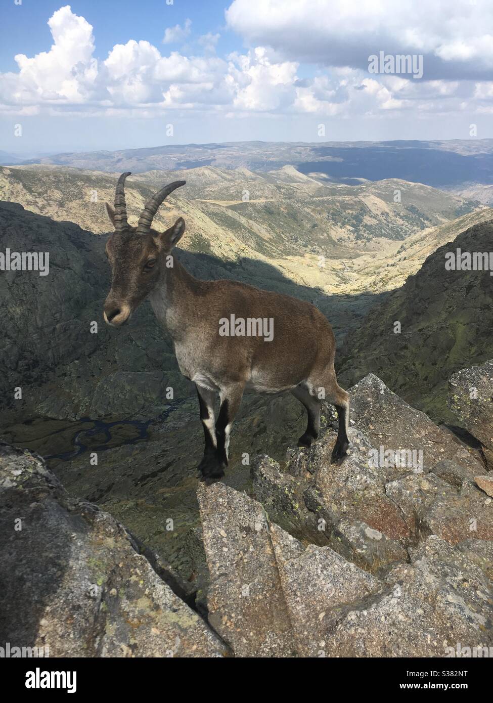 Goat on top of mountain hi-res stock photography and images - Alamy