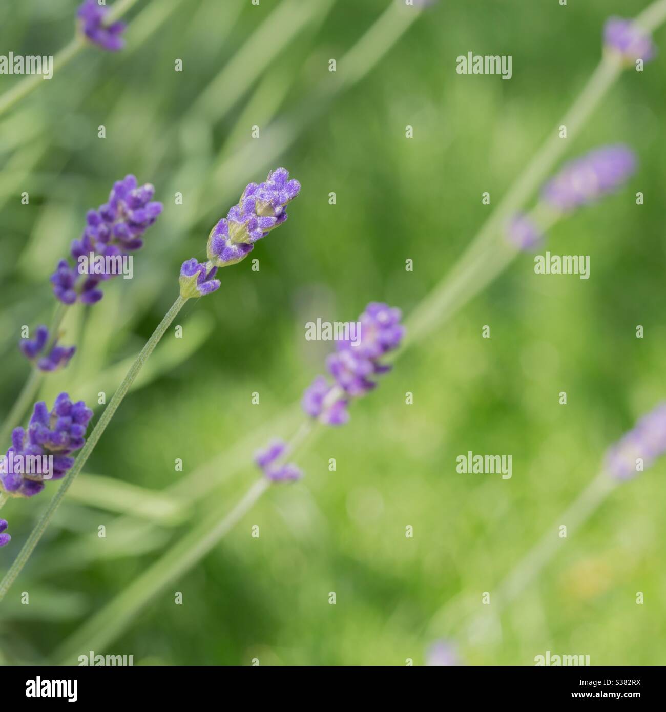 Stalk Lavender Flowers High Resolution Stock Photography and Images - Alamy