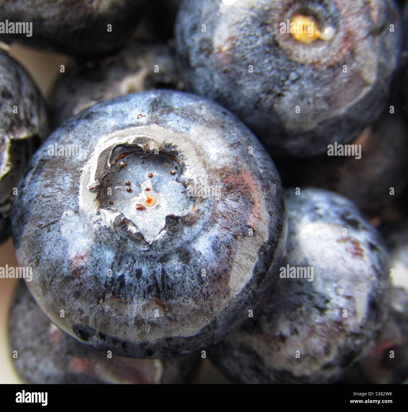 Macro Photography - Blueberry Stock Photo - Alamy