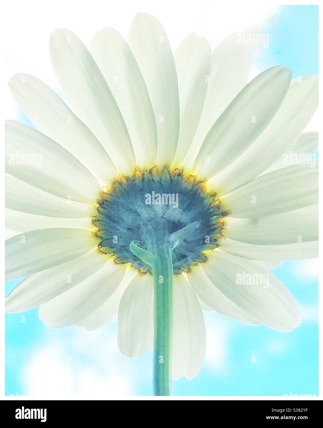 Daisy with stem hi-res stock photography and images - Alamy