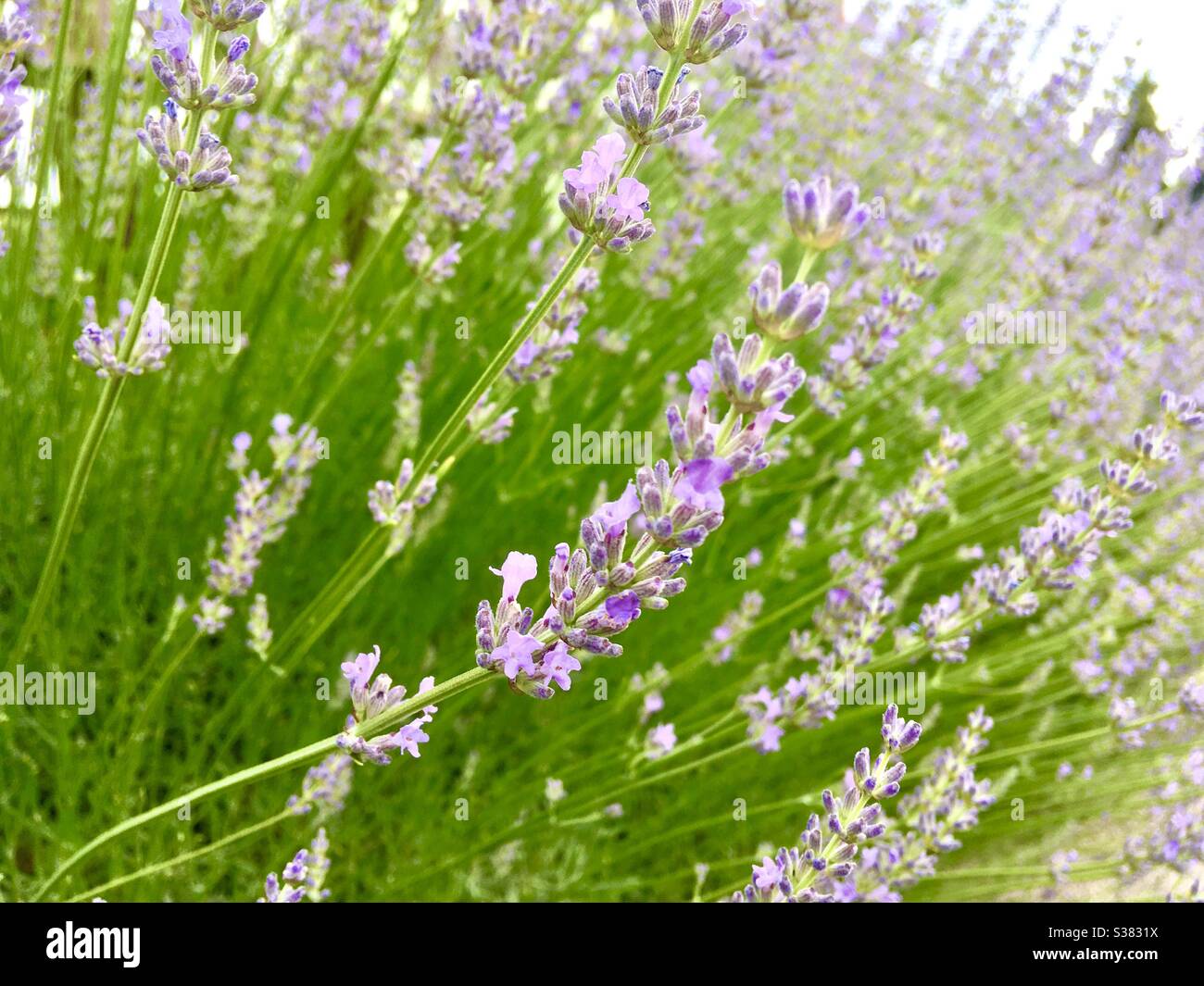 Lavender Lavandula angustifolia flower close-up Stock Photo - Alamy