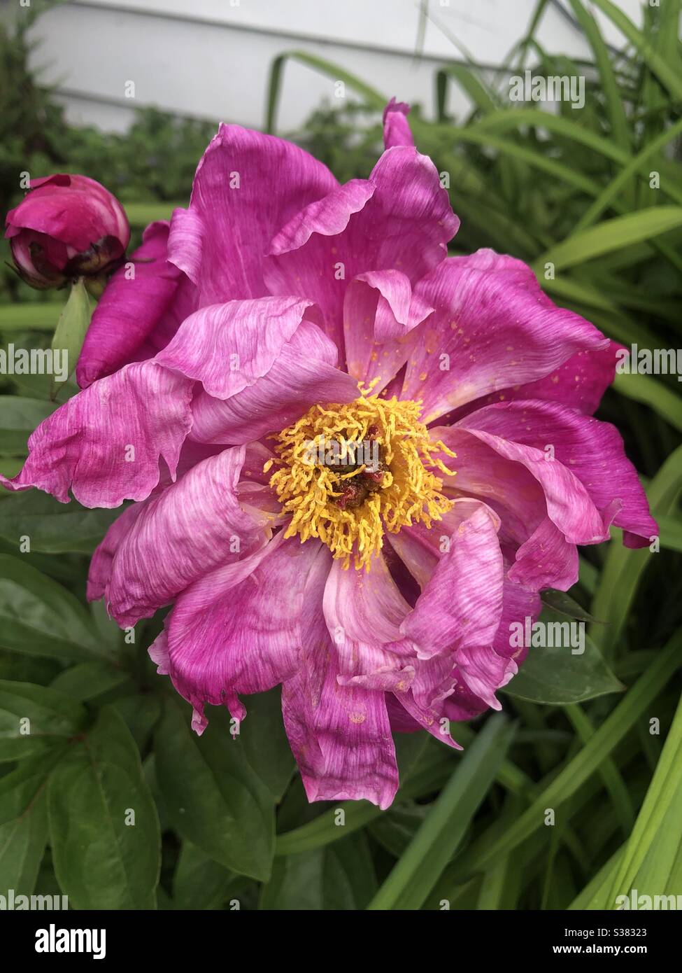 Petal petals hi-res stock photography and images - Alamy
