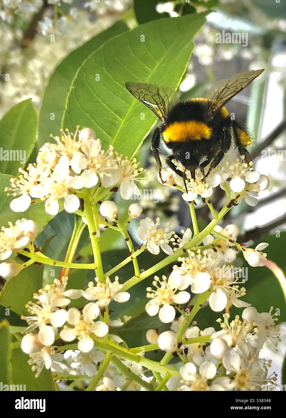 Mr bubble hi-res stock photography and images - Alamy