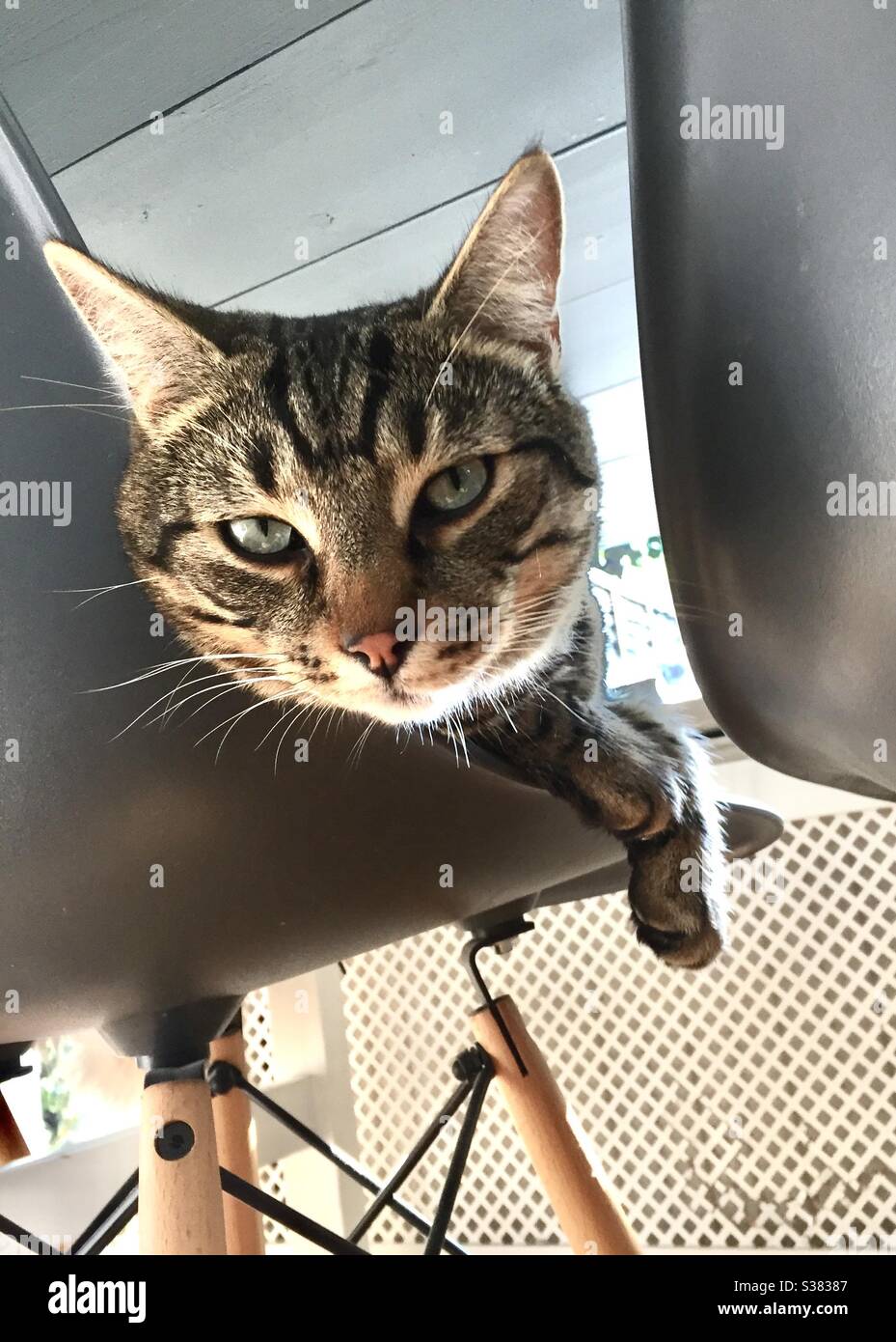Cat on a chair hi-res stock photography and images - Alamy