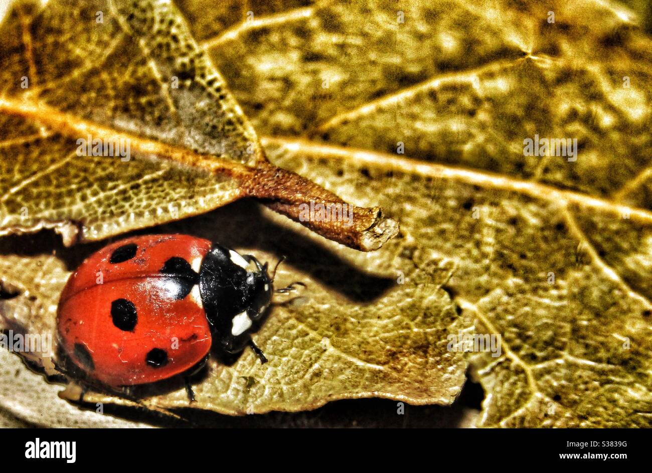 Macro Photography- Ladybird Stock Photo - Alamy