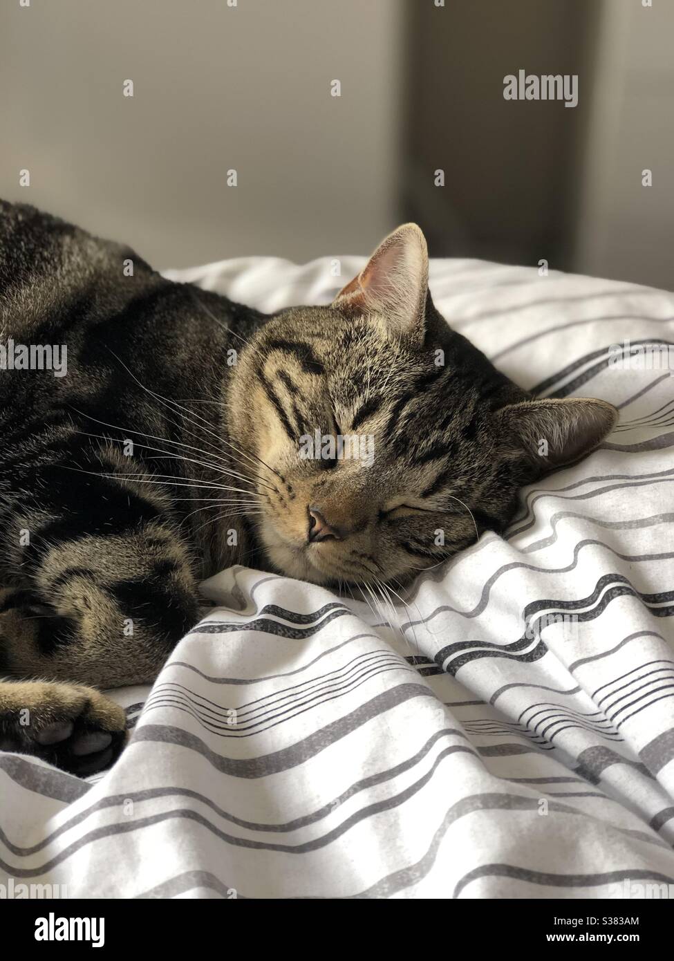 Tired kitty hi-res stock photography and images - Alamy