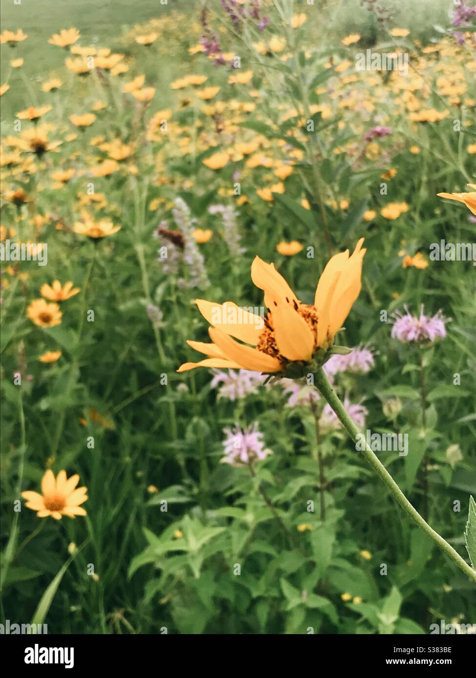 Solitary flower hi-res stock photography and images - Alamy
