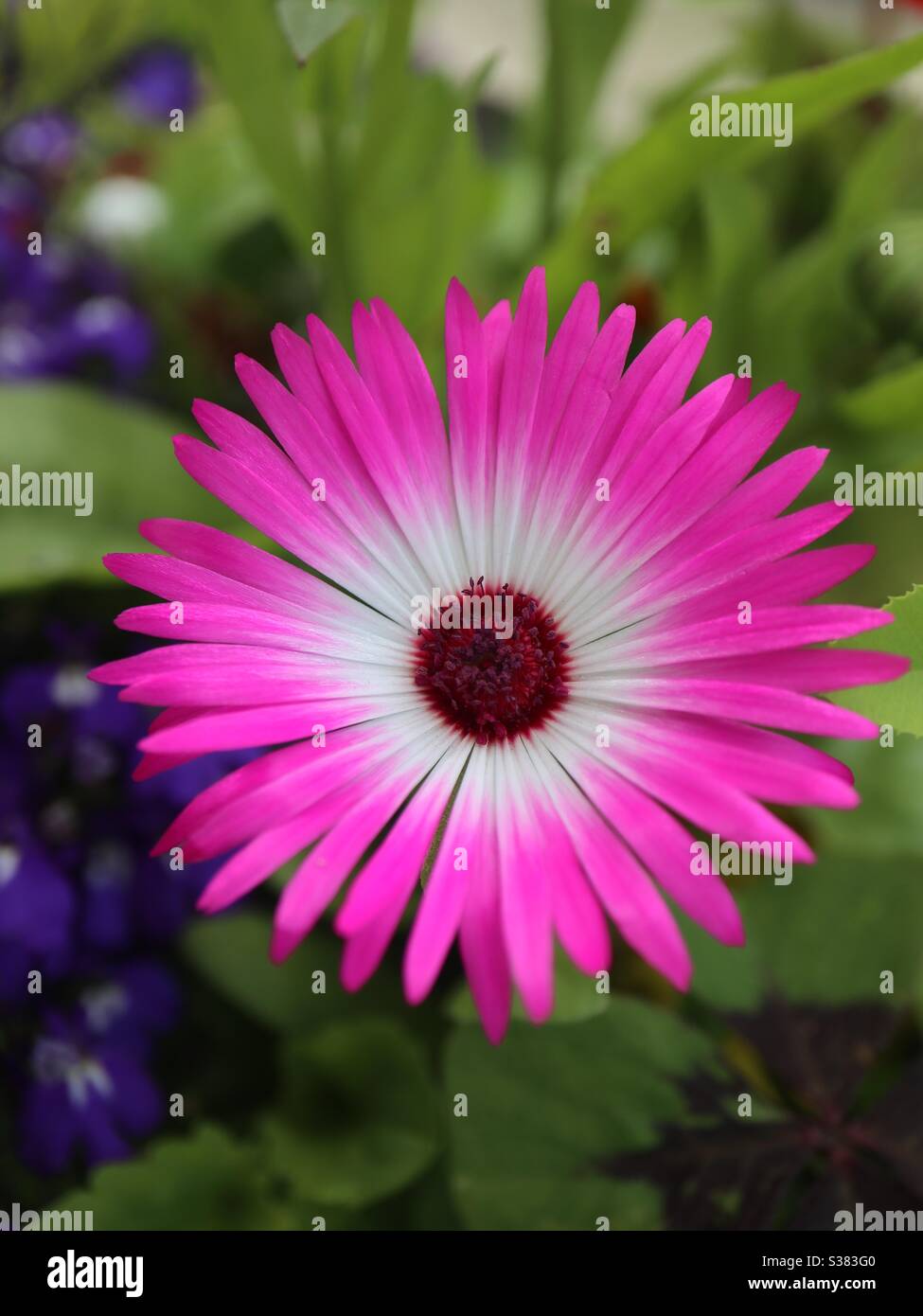 Livingstone Daisy in bloom Stock Photo - Alamy