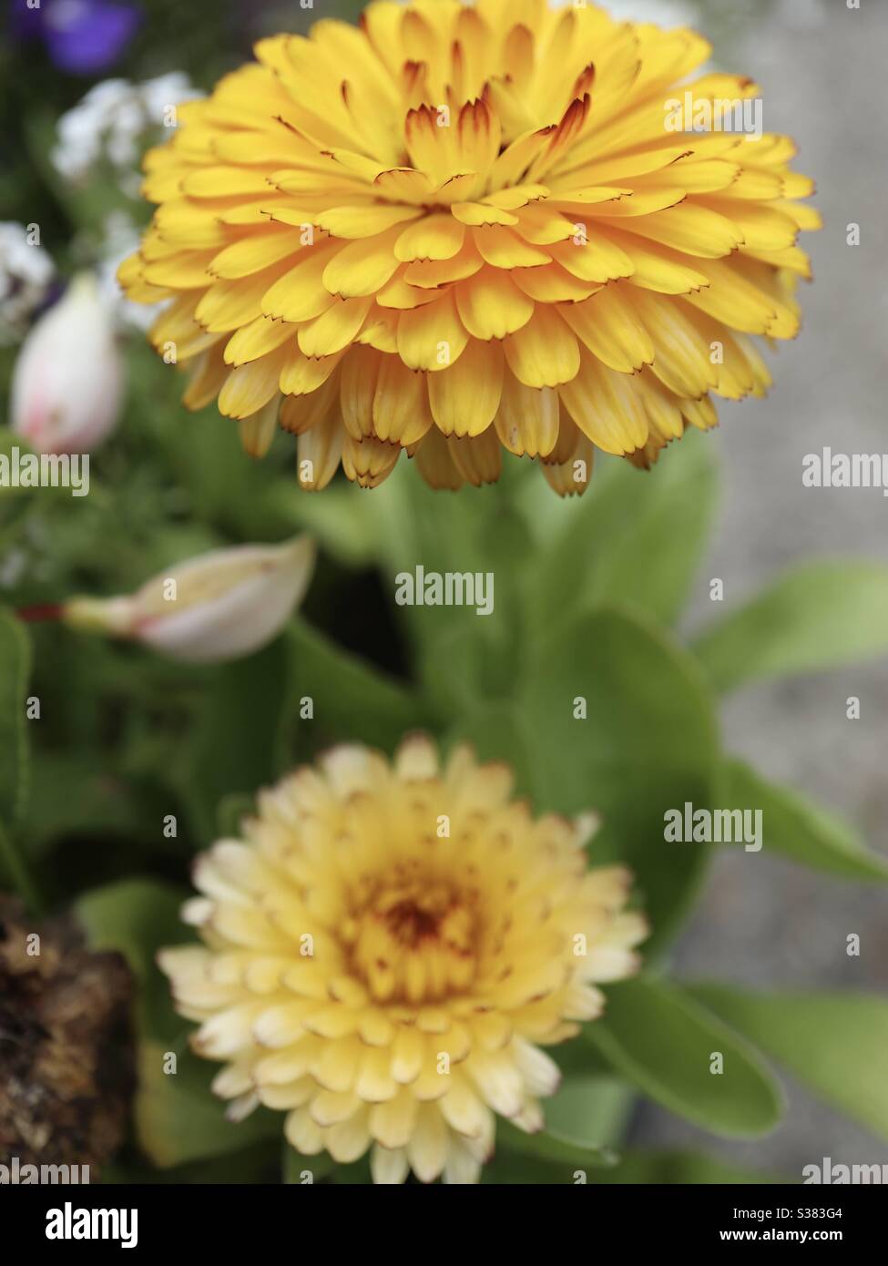 Pot marigolds hi-res stock photography and images - Alamy