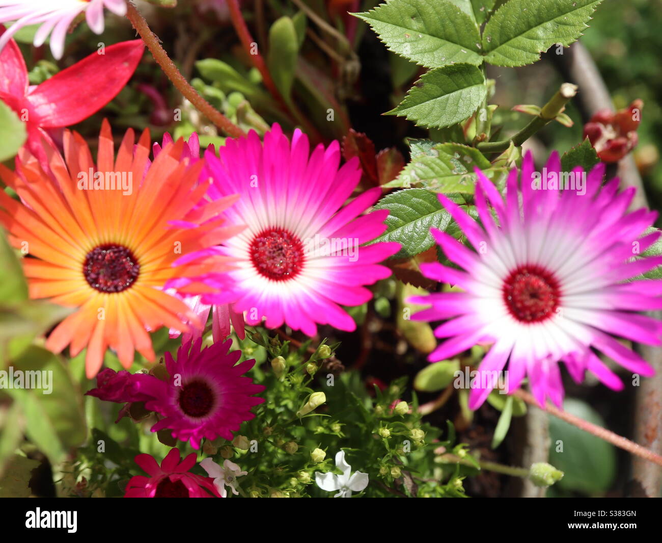 Livingstone daisy hi-res stock photography and images - Alamy