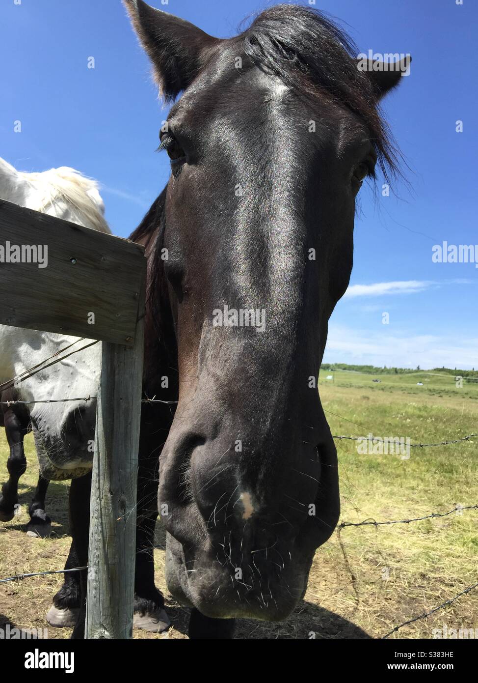 Black percheron horse hi-res stock photography and images - Alamy