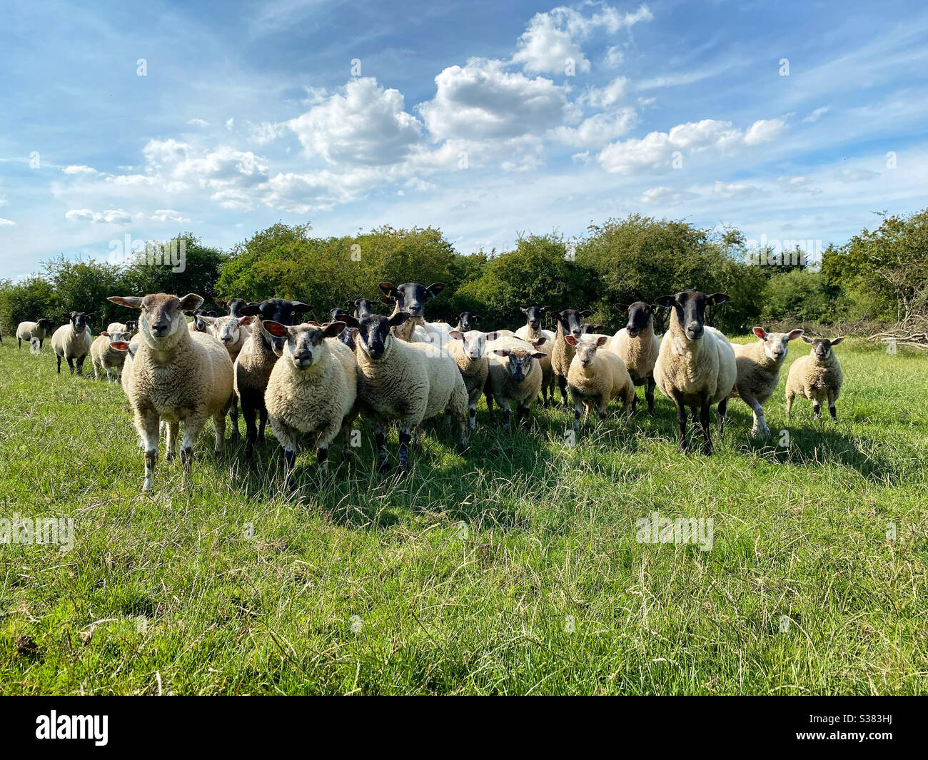 Gathering the sheep hi-res stock photography and images - Alamy