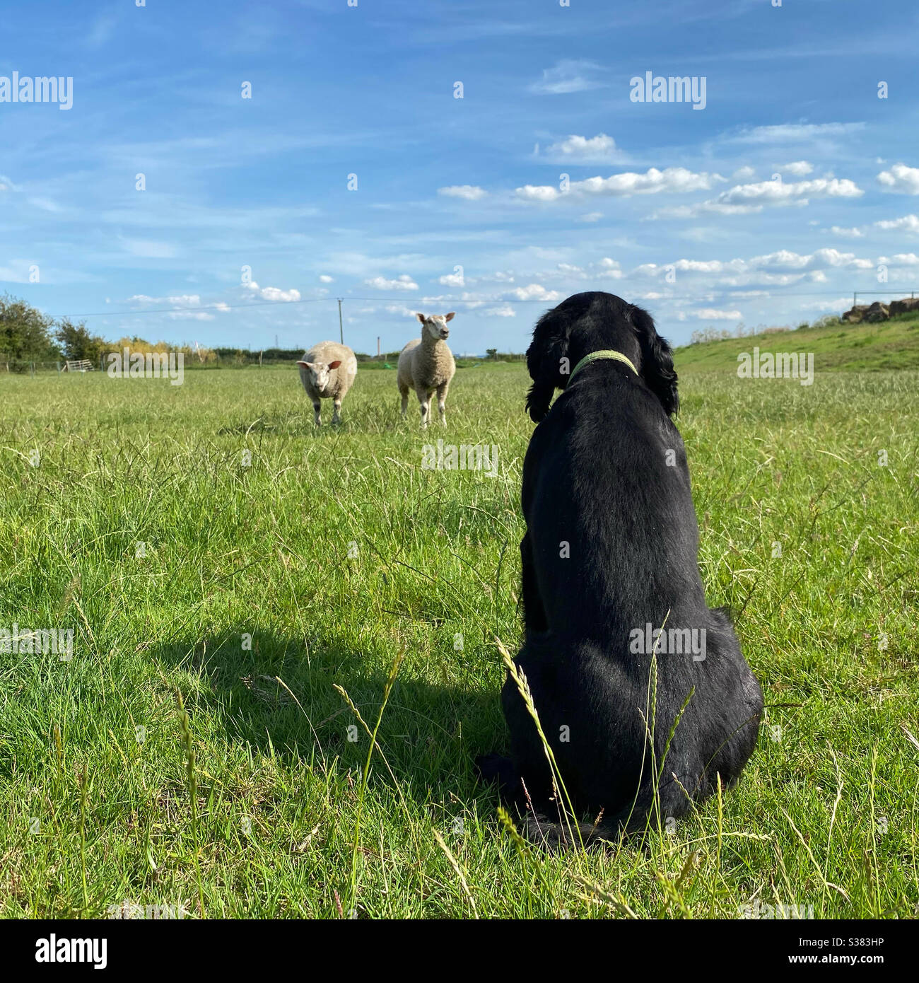 Dog watching sheep hi-res stock photography and images - Alamy