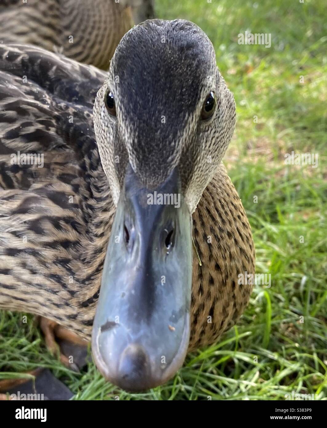 Duck beak hi-res stock photography and images - Alamy