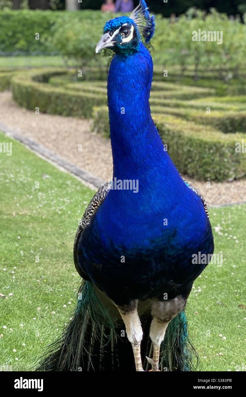 Proud As A Peacock High Resolution Stock Photography and Images - Alamy