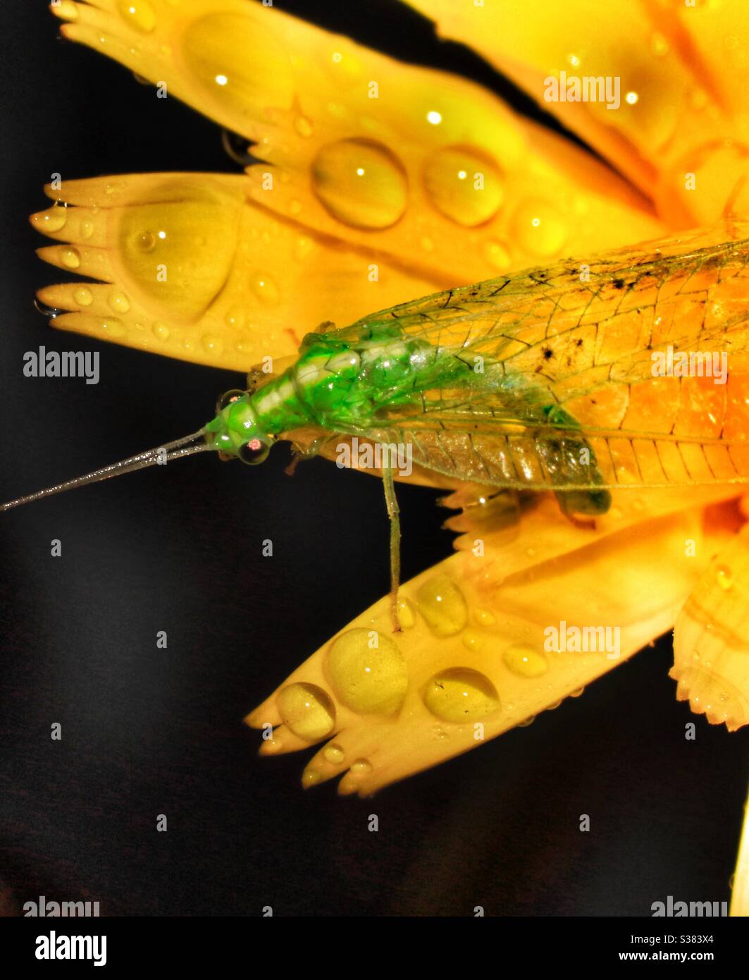 Photography bug hi-res stock photography and images - Alamy