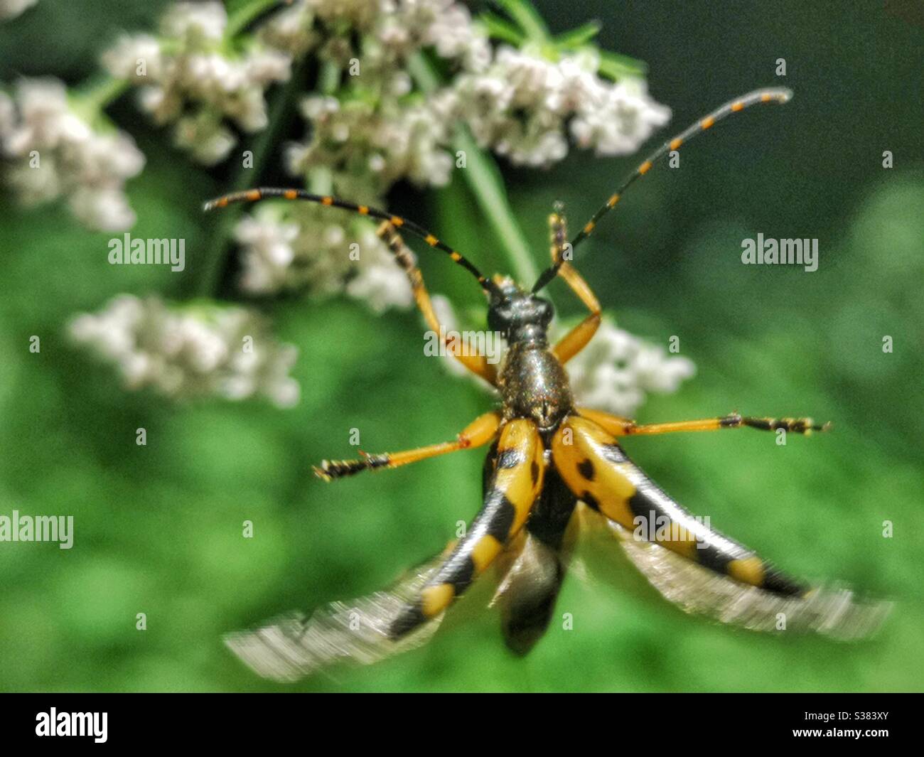 Black ant in flight hi-res stock photography and images - Alamy