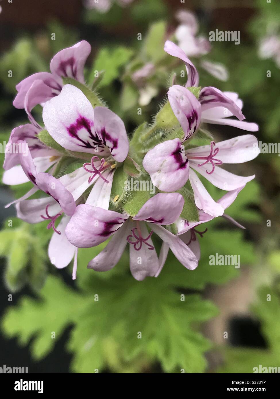 Geranium lemon plant hi-res stock photography and images - Alamy