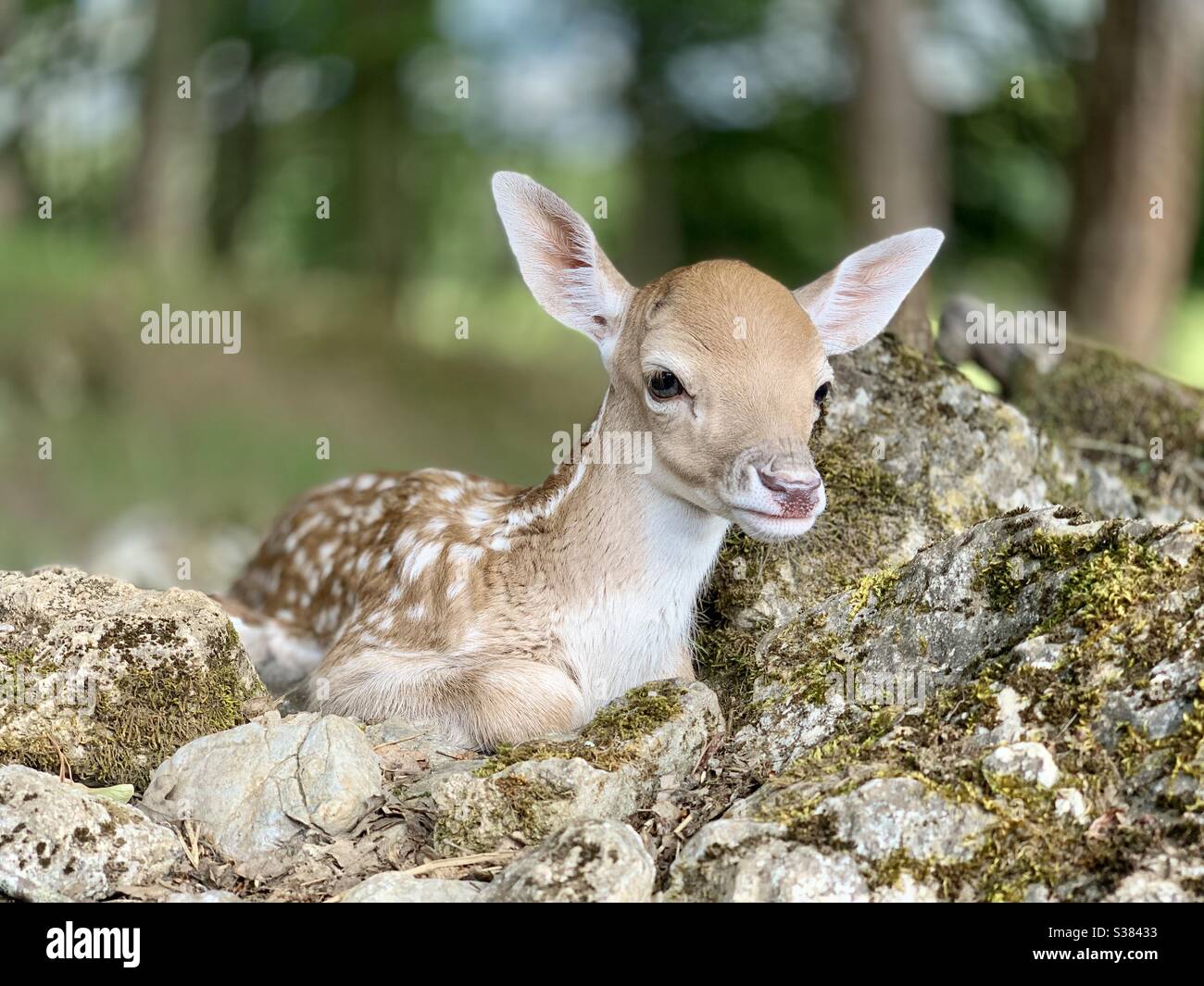 Fallow deer baby animal hi-res stock photography and images - Alamy