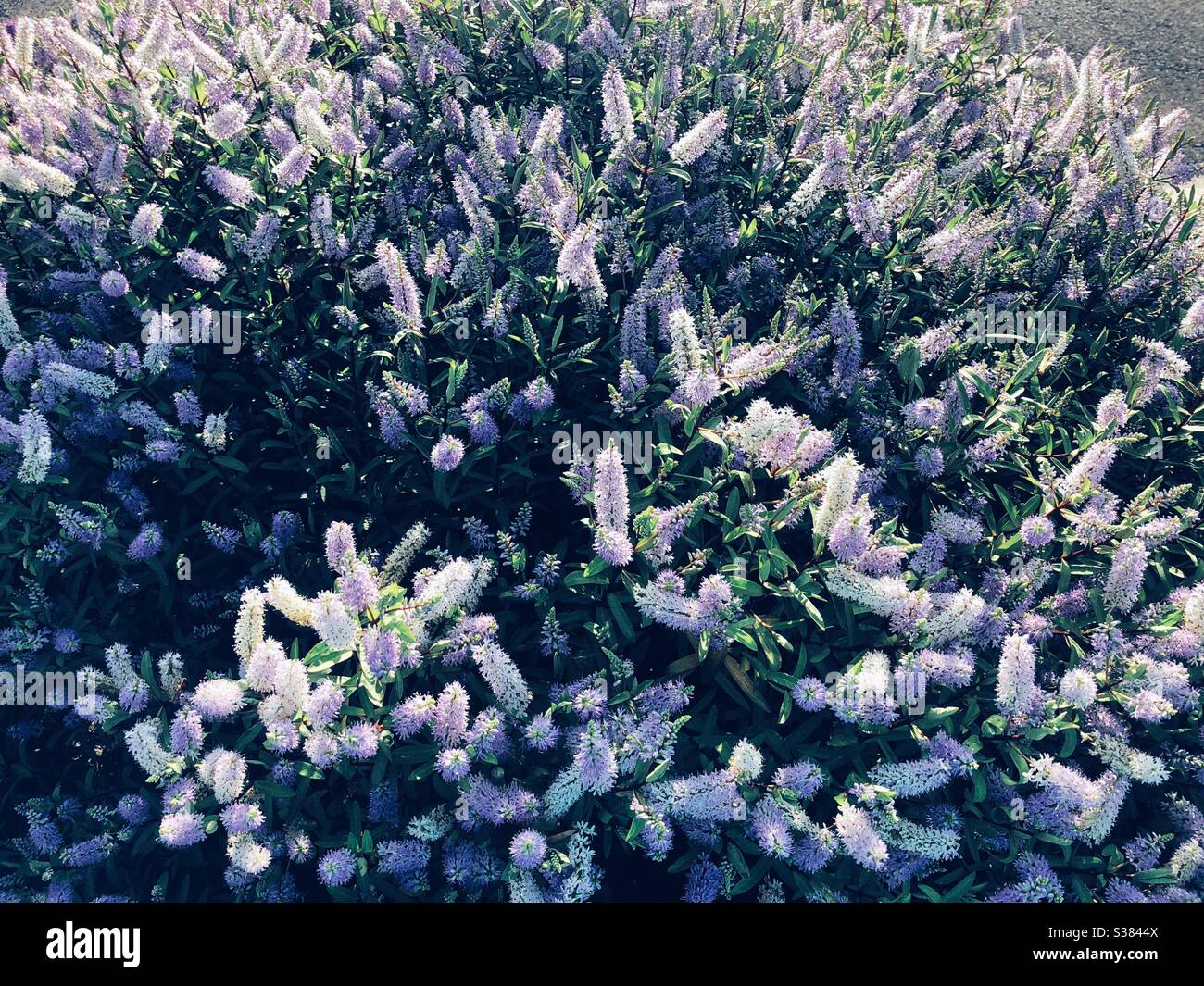 Flowering texture hi-res stock photography and images - Alamy